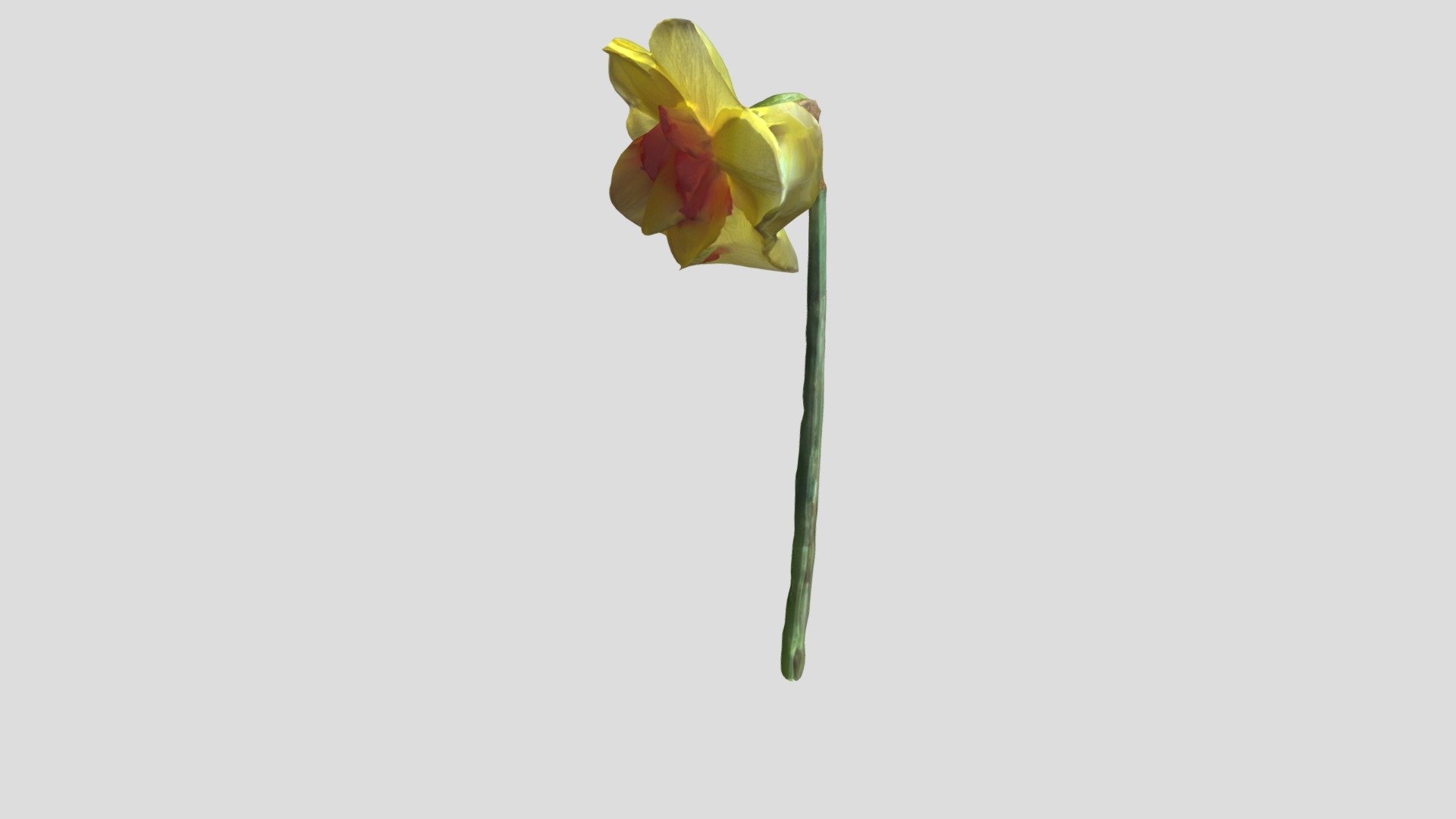 Daffodil / Narcis - 3D model by ldrahnik [6bda525] - Sketchfab