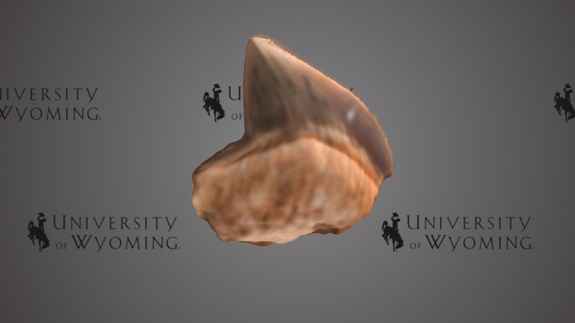 UW 26926 C - Squalicorax sp., Tooth - Download Free 3D model by ...