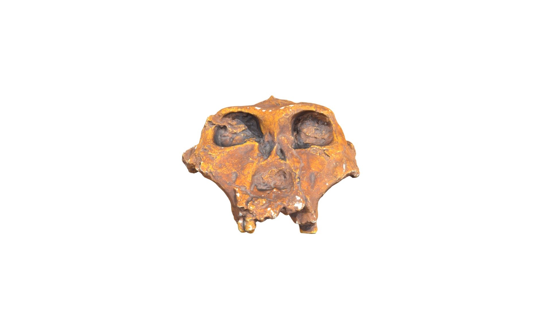 Specimen A2 - Download Free 3D model by GW Anthropology Laboratories ...