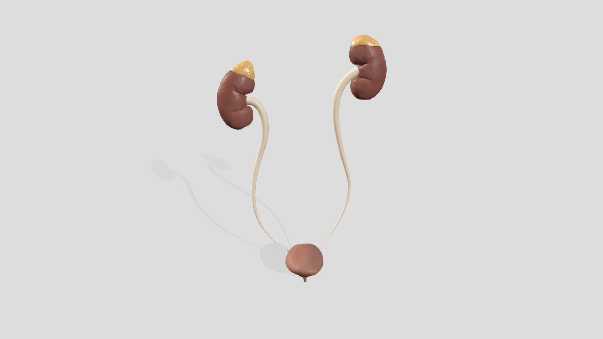 The Urinary System - 3D model by hayleymaya [6be3d4e] - Sketchfab