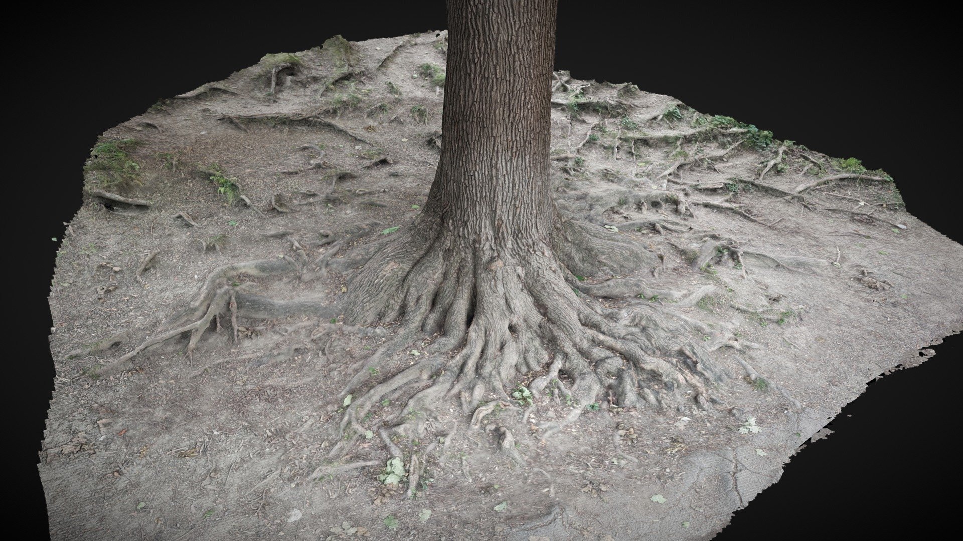 tree bark and roots - Buy Royalty Free 3D model by 3D assets ...