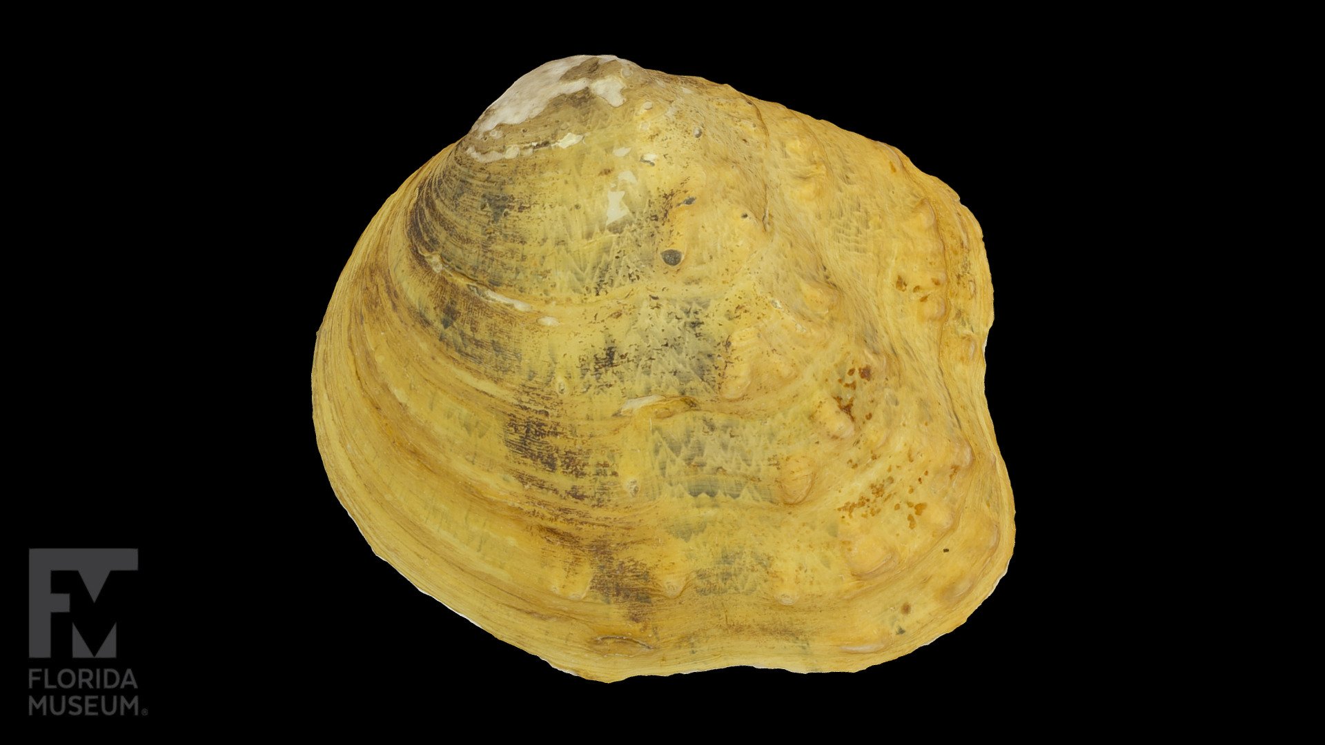 Appalachian monkeyface - Freshwater Mussel - 3D model by FloridaMuseum ...