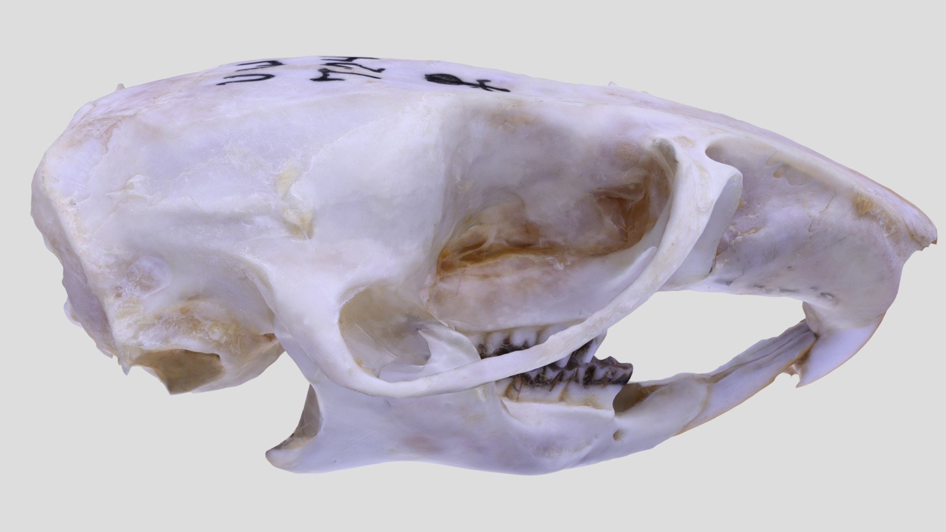 UWYMV:Mamm:724, Neotoma cinerea, skull - Download Free 3D model by ...