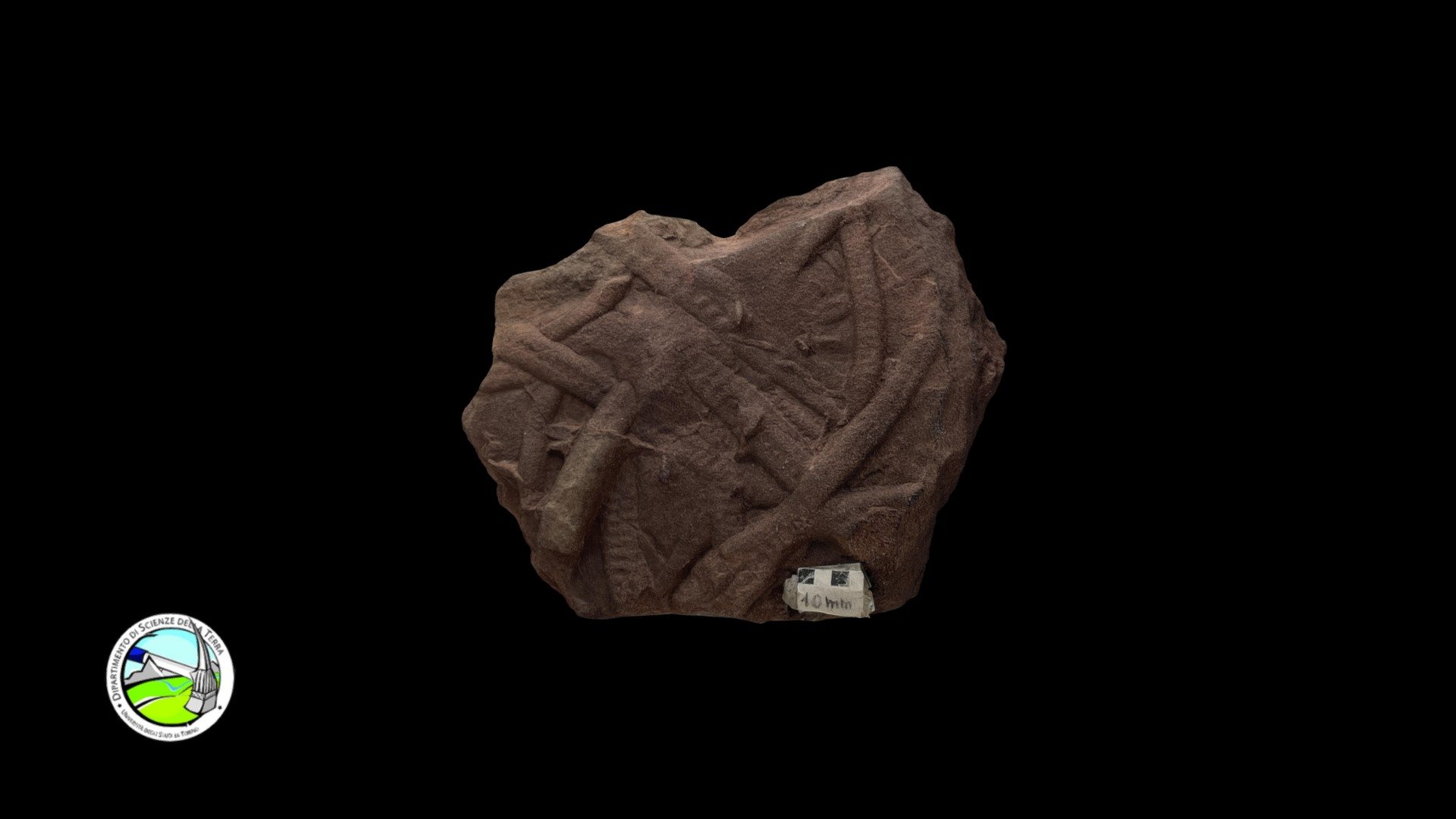 Repichnia (tracce di camminamento/reptazione) - 3D model by ...