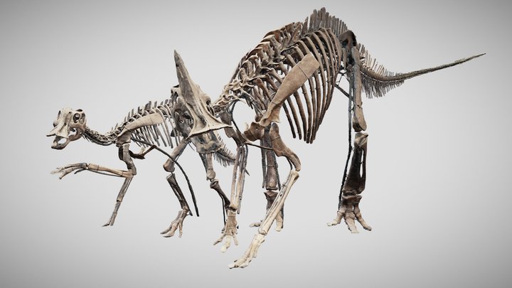 Fossil 3D models - Sketchfab