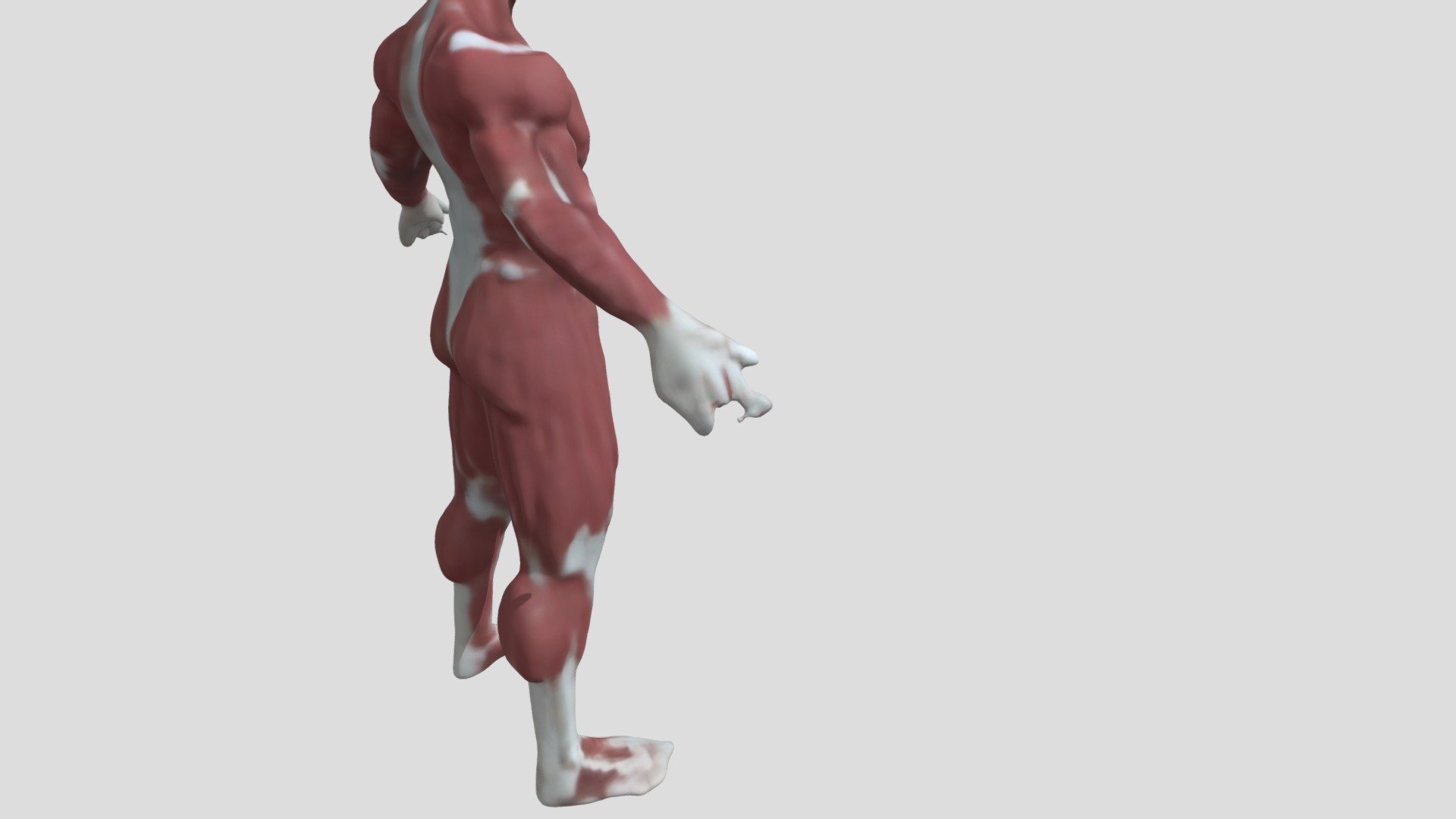 Anatomi otot manusia - Download Free 3D model by afansugianto68 ...