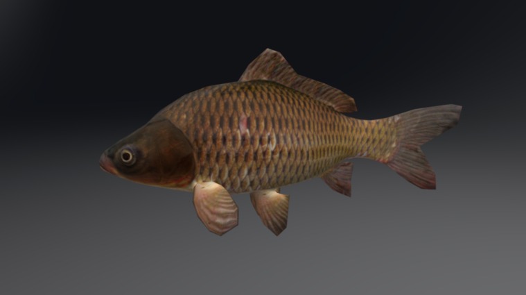 Karp - 3D model by RedDeer (@billl90) [6c16de2] - Sketchfab