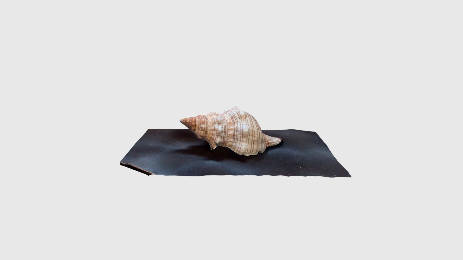 Shell v2 - Download Free 3D model by CarmelRaisin [6c1a5d4] - Sketchfab