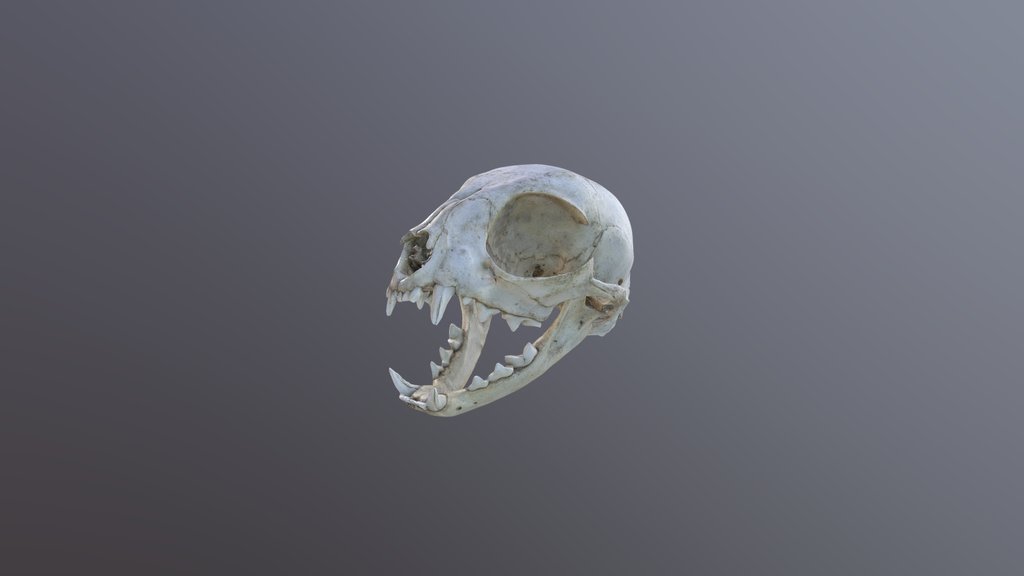 Bones - A 3D model collection by UndergroundLeather - Sketchfab