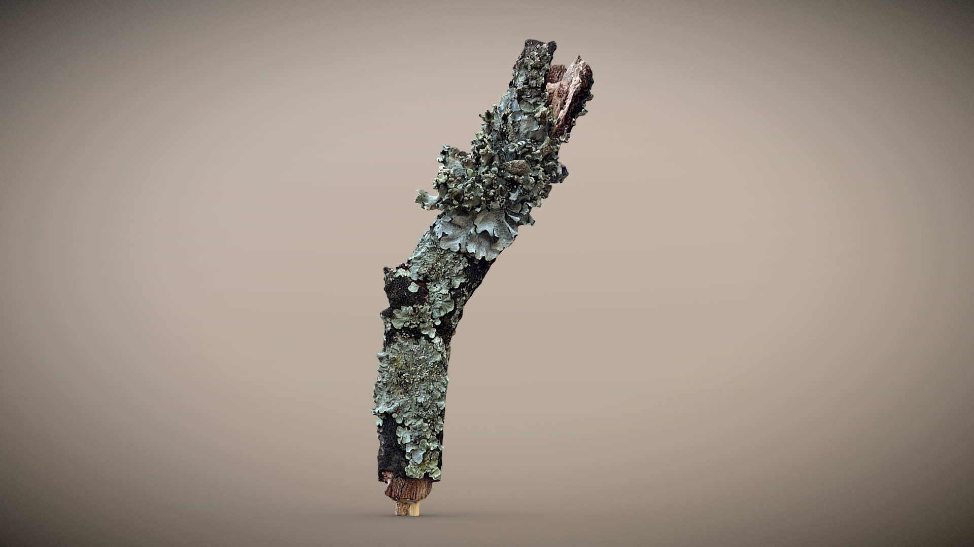 Autumn Lichen - Download Free 3D model by Thomas Flynn (@nebulousflynn ...