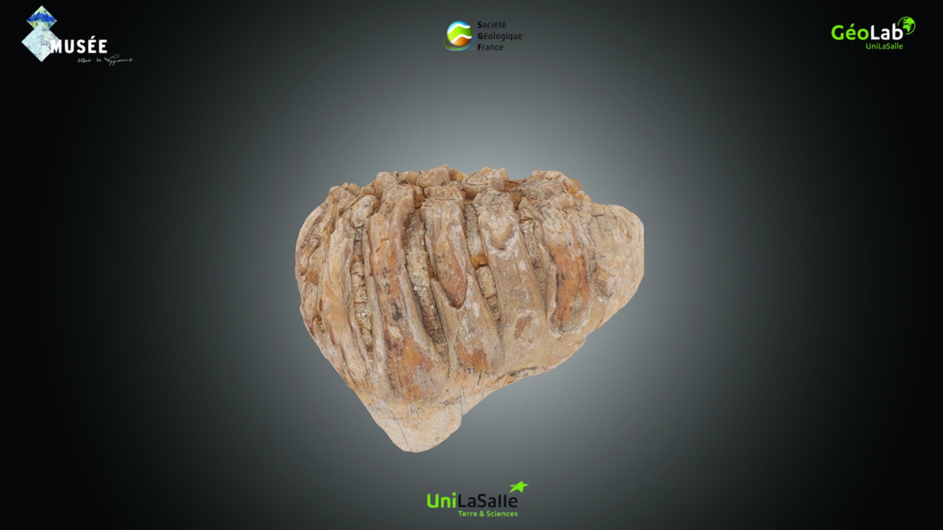 Mammifère - Mammuthus sp. juvénile - Download Free 3D model by Société ...