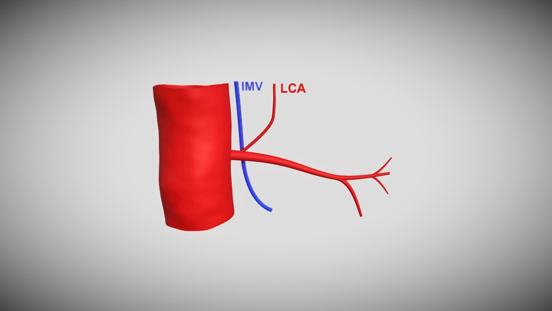 LCA near - 3D model by petesanatomy [6c21311] - Sketchfab