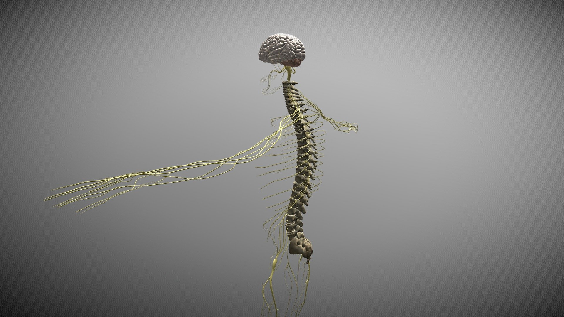 Spine And Nerves Animated - 3D model by Medical 3D Animations ...