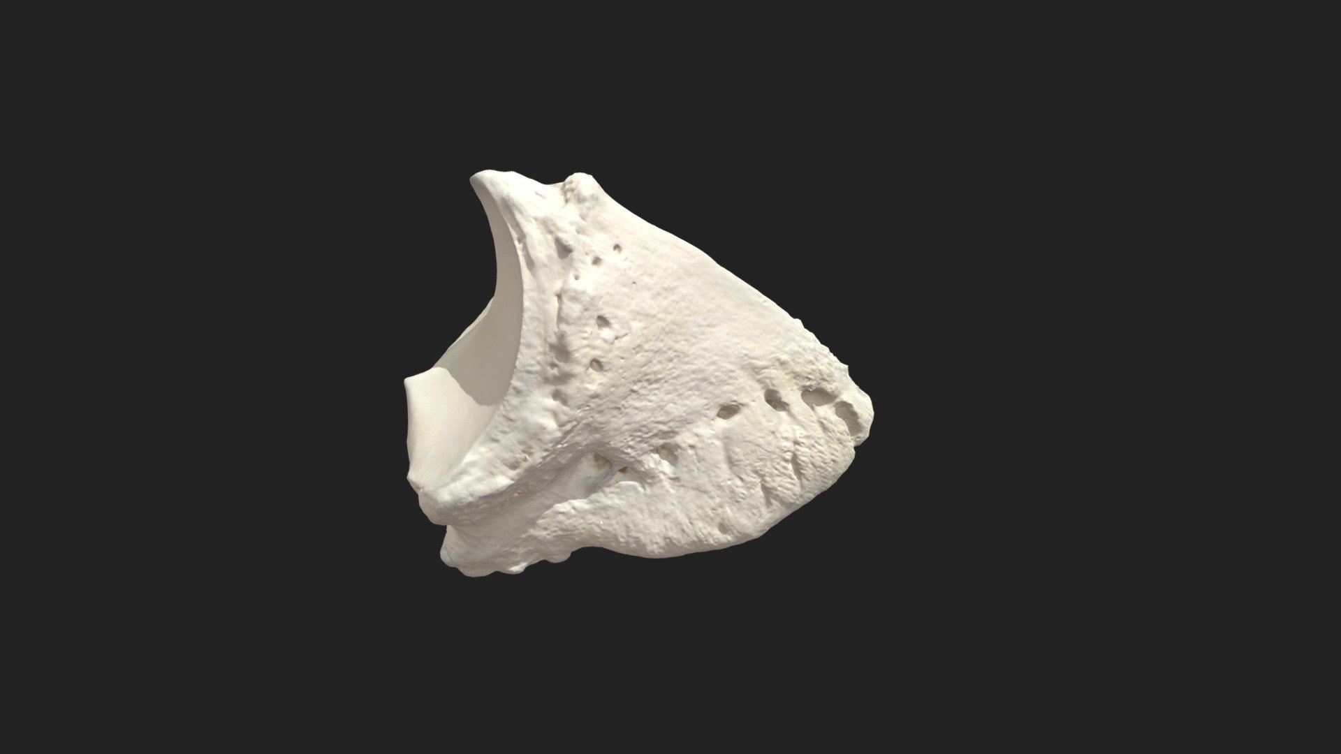 distal phalanx (os ungulare) pig - 3D model by vetanatMunich [6c2fd5e ...