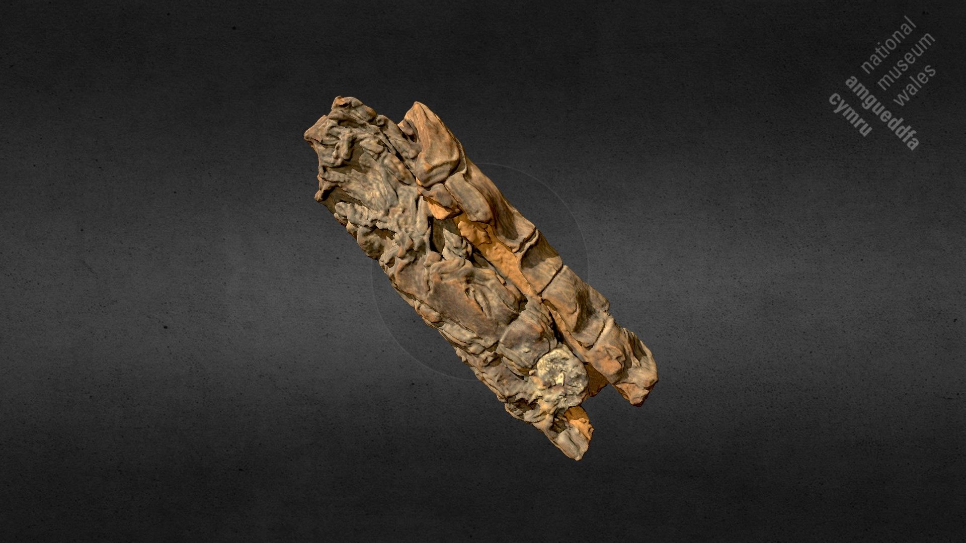 Cinchona sp - 3D model by Amgueddfa Cymru - Museum Wales (@museumwales ...