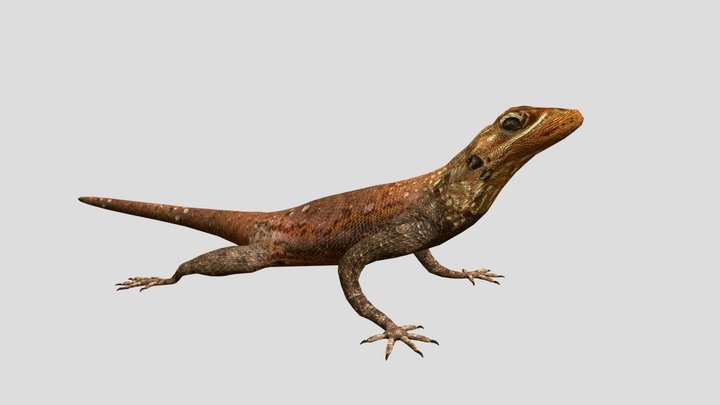 Agama 3D models - Sketchfab