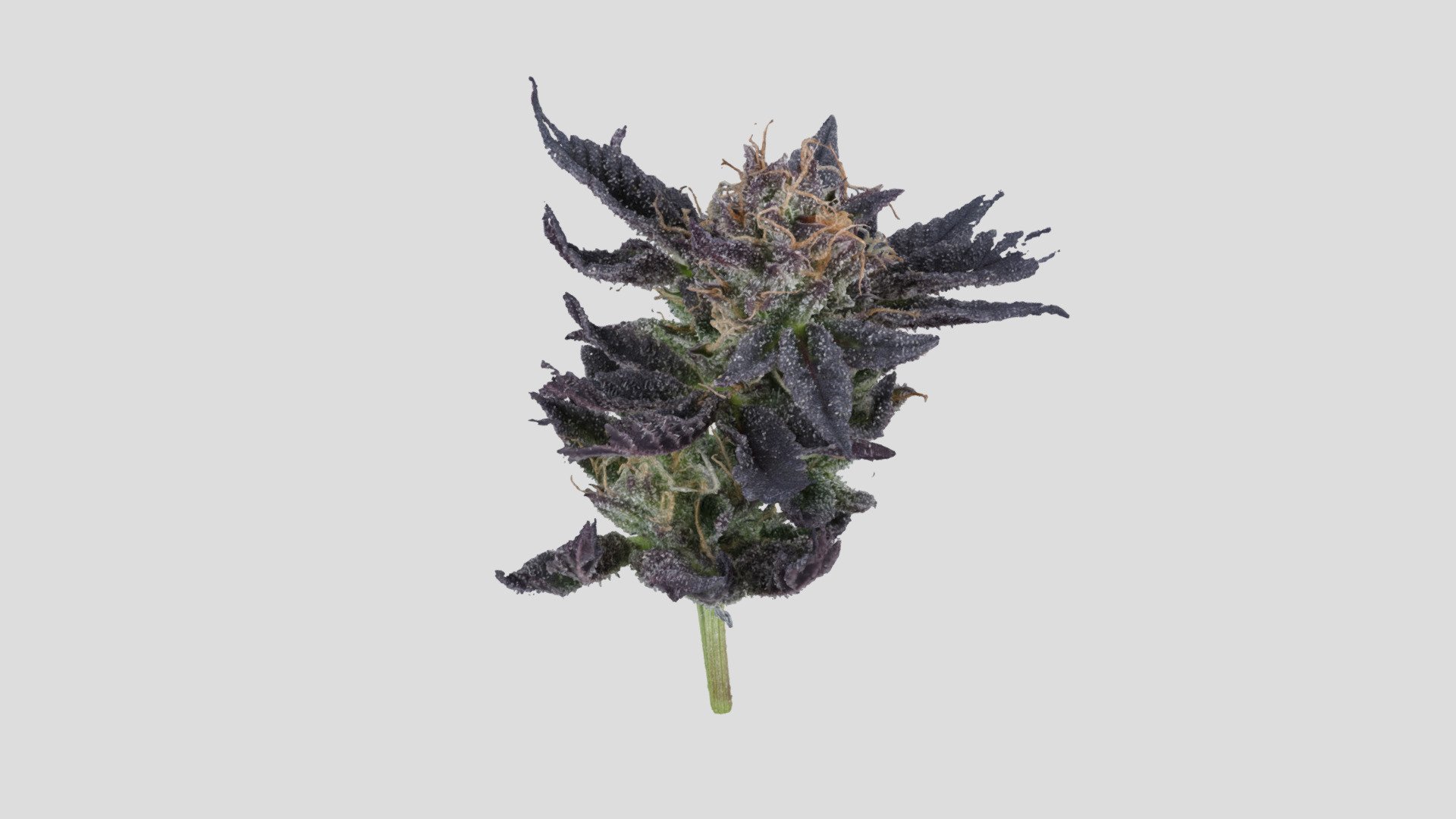M.O.B. Cannabis Bud - 3D model by weedconnoisseur (@andremadstop12345 ...