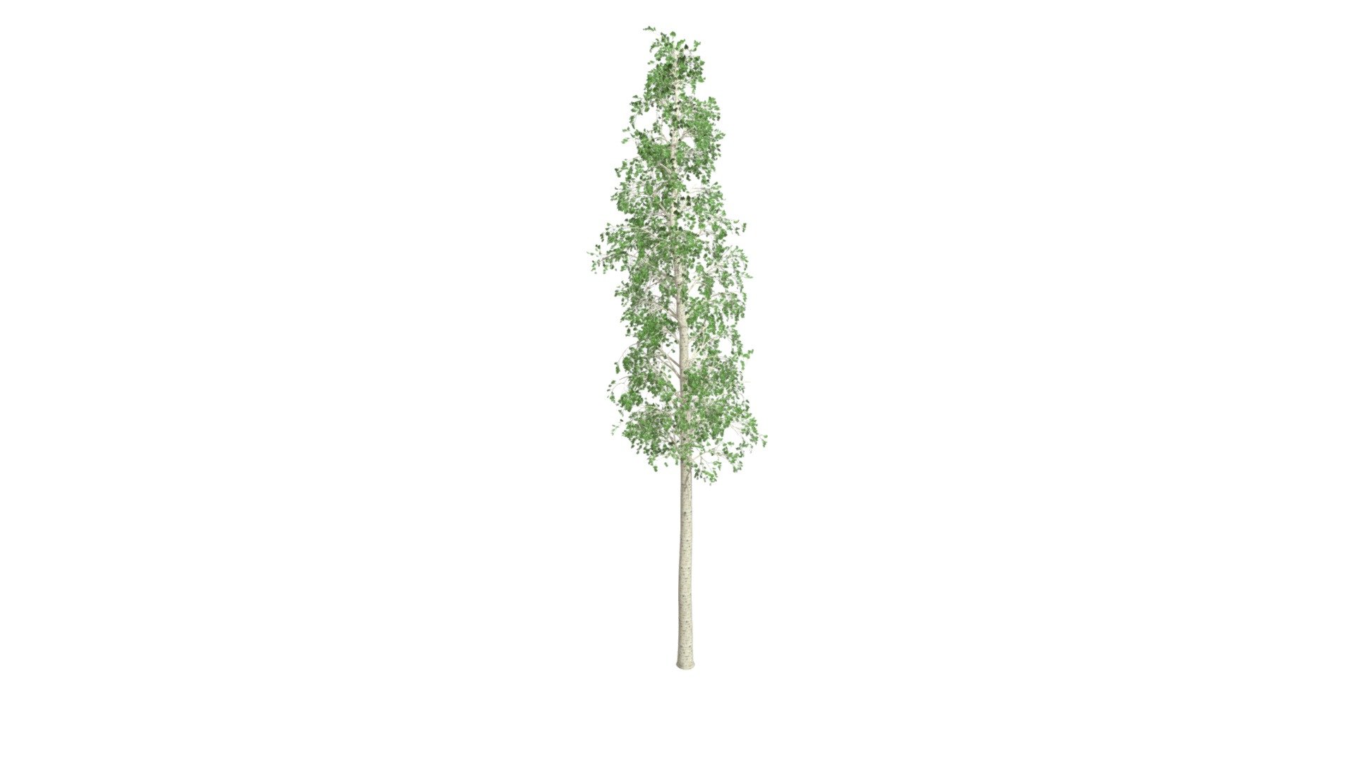 European Aspen Tree #04 - Buy Royalty Free 3D model by meshshape ...