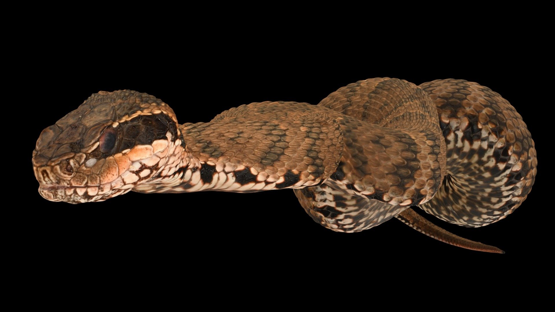 ニホンマムシ 🐍 Japanese Pit Viper, G. blomhoffii - 3D model by ffish.asia ...