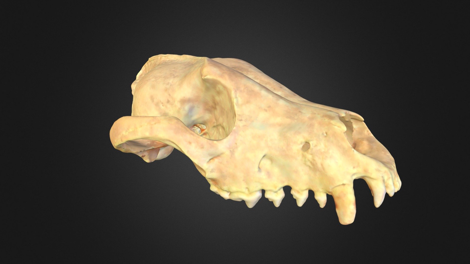 Lycaon pictus, skull - 3D model by Museu de Ciències Naturals de ...