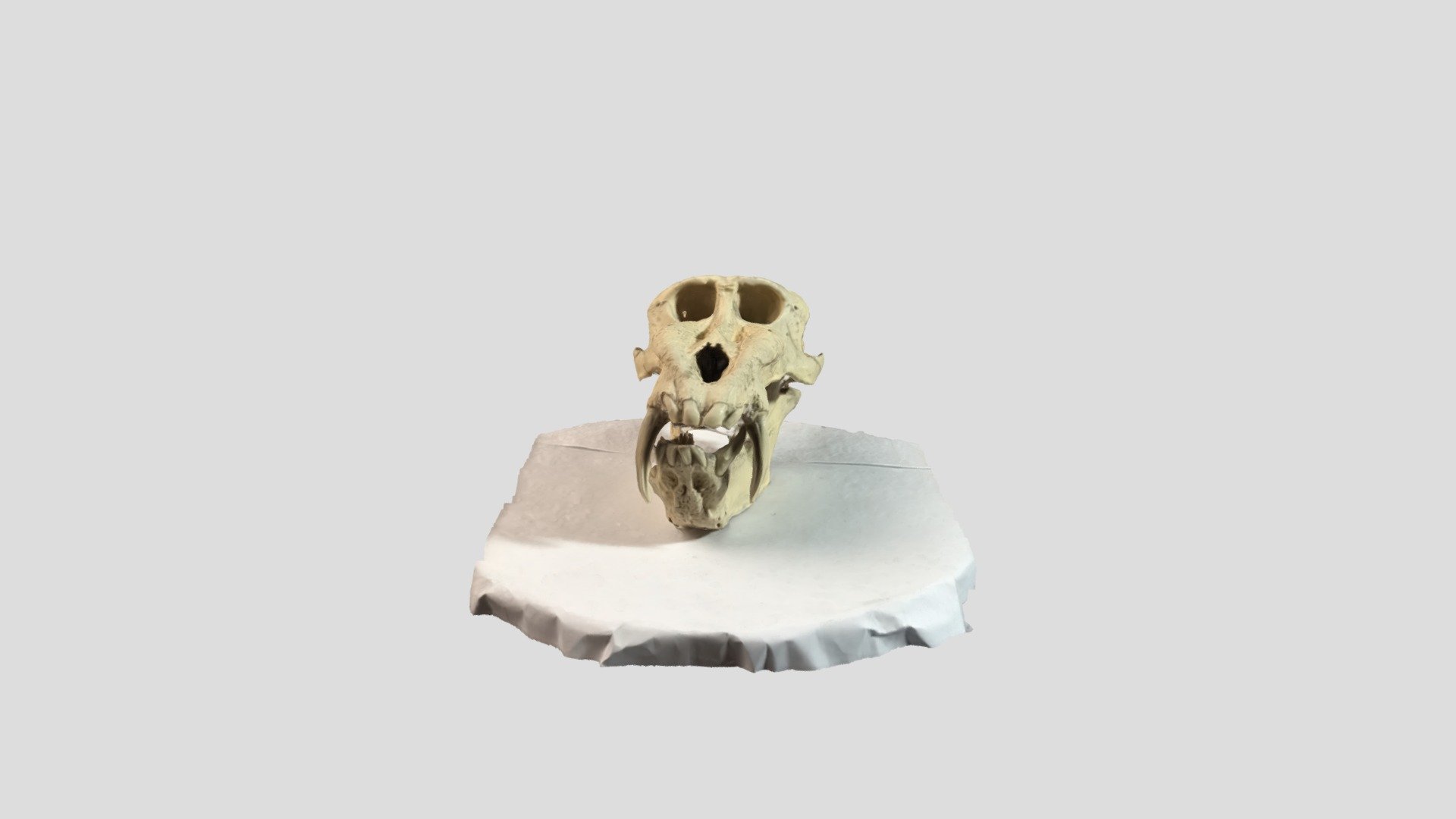 Mandril Skull - Download Free 3D model by JibuJK [6c5193b] - Sketchfab