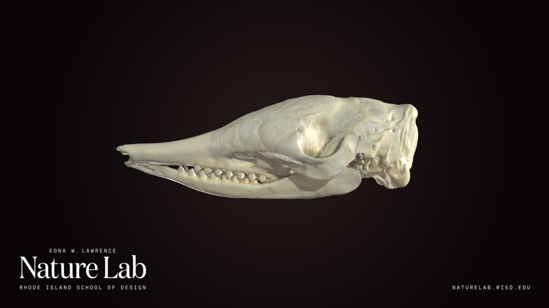 Armadillo Skull - Download Free 3D model by RISD Nature Lab ...