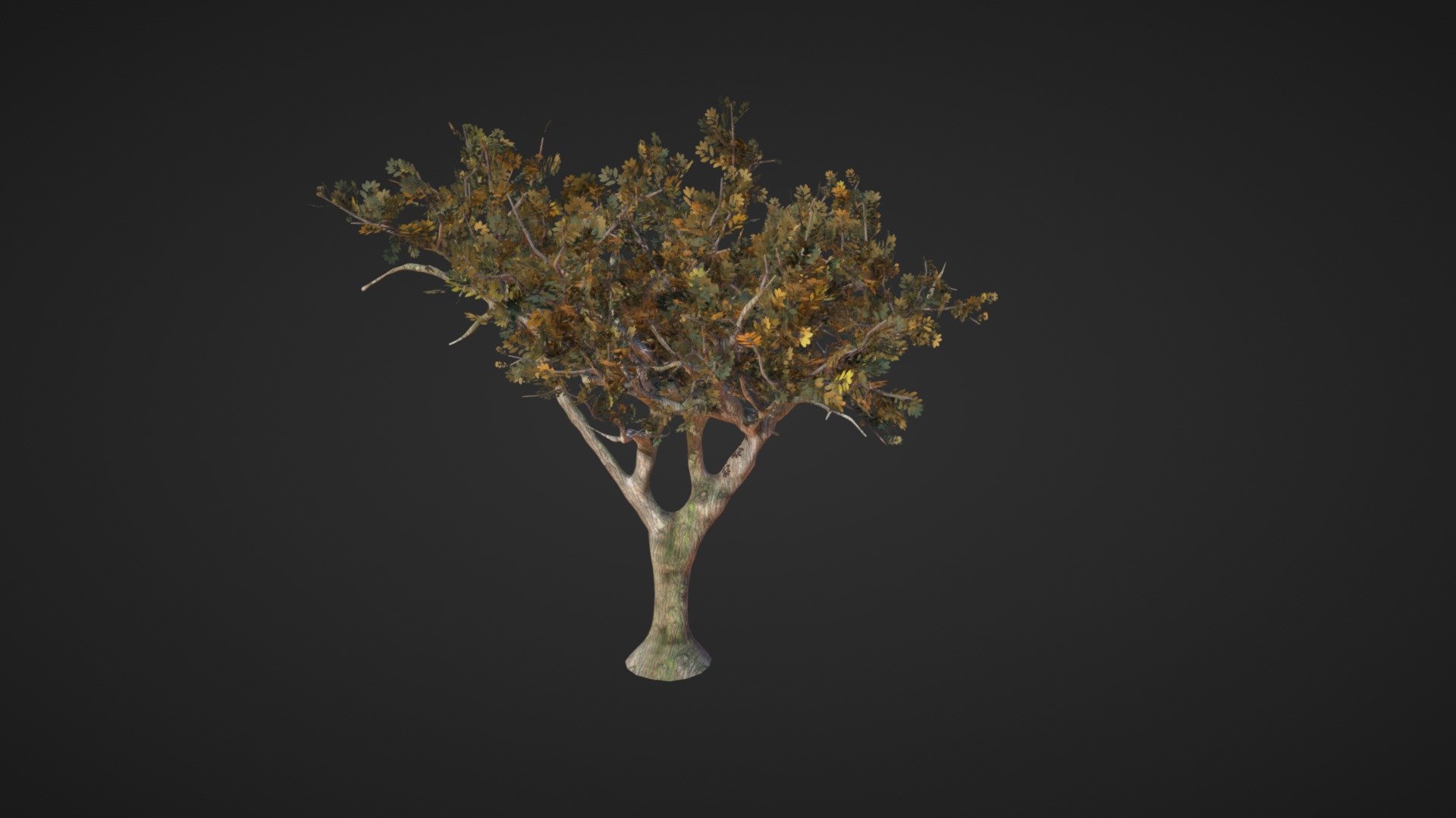 Oak Tree - Download Free 3D model by SomeKevin [6c596d4] - Sketchfab