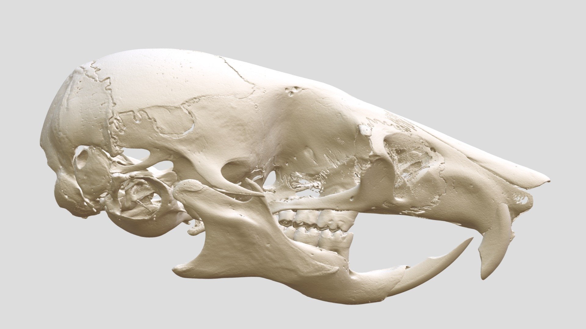 Abrothrix longipilis (MSB:Mamm:208307) - 3D model by Biodiversity ...