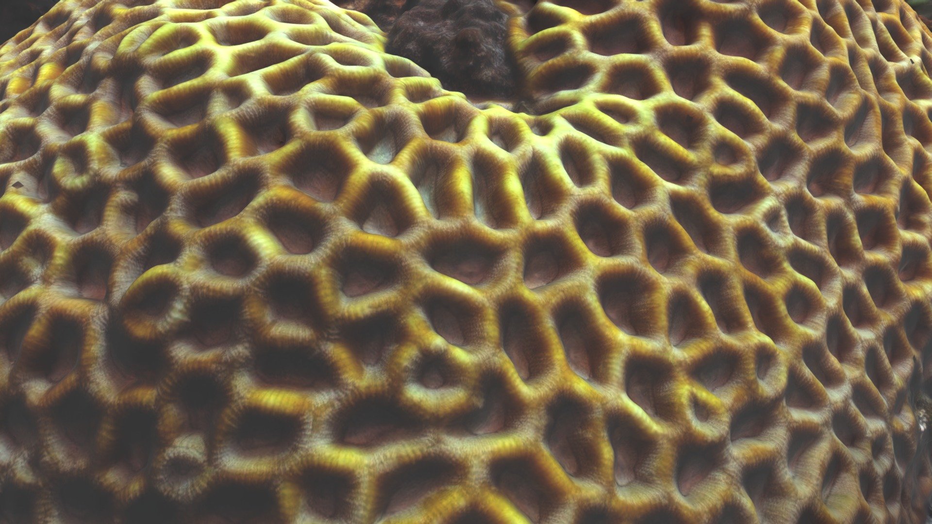 Favites sp. in “macro” mode - Reunion Island - Buy Royalty Free 3D ...