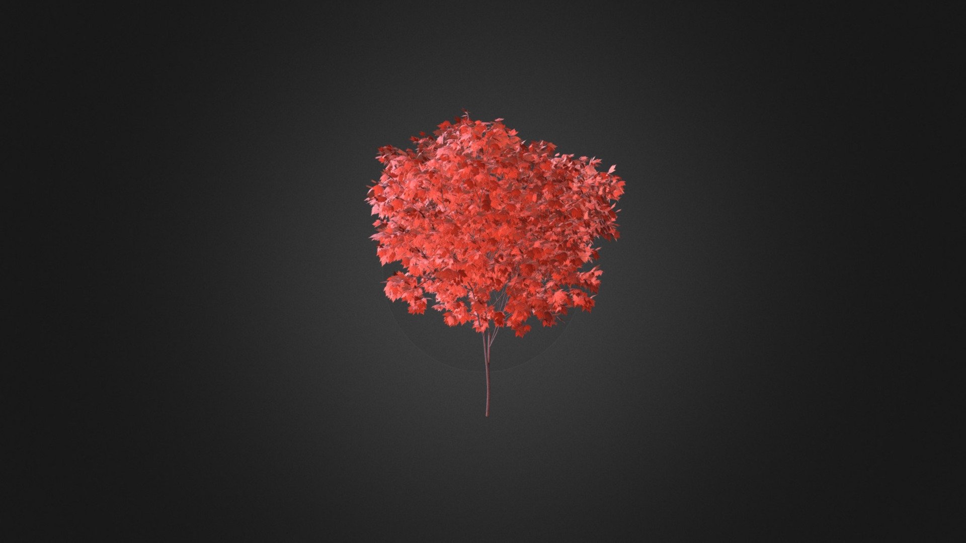 Red Maple (Acer rubrum) 4m - Buy Royalty Free 3D model by cgaxis ...