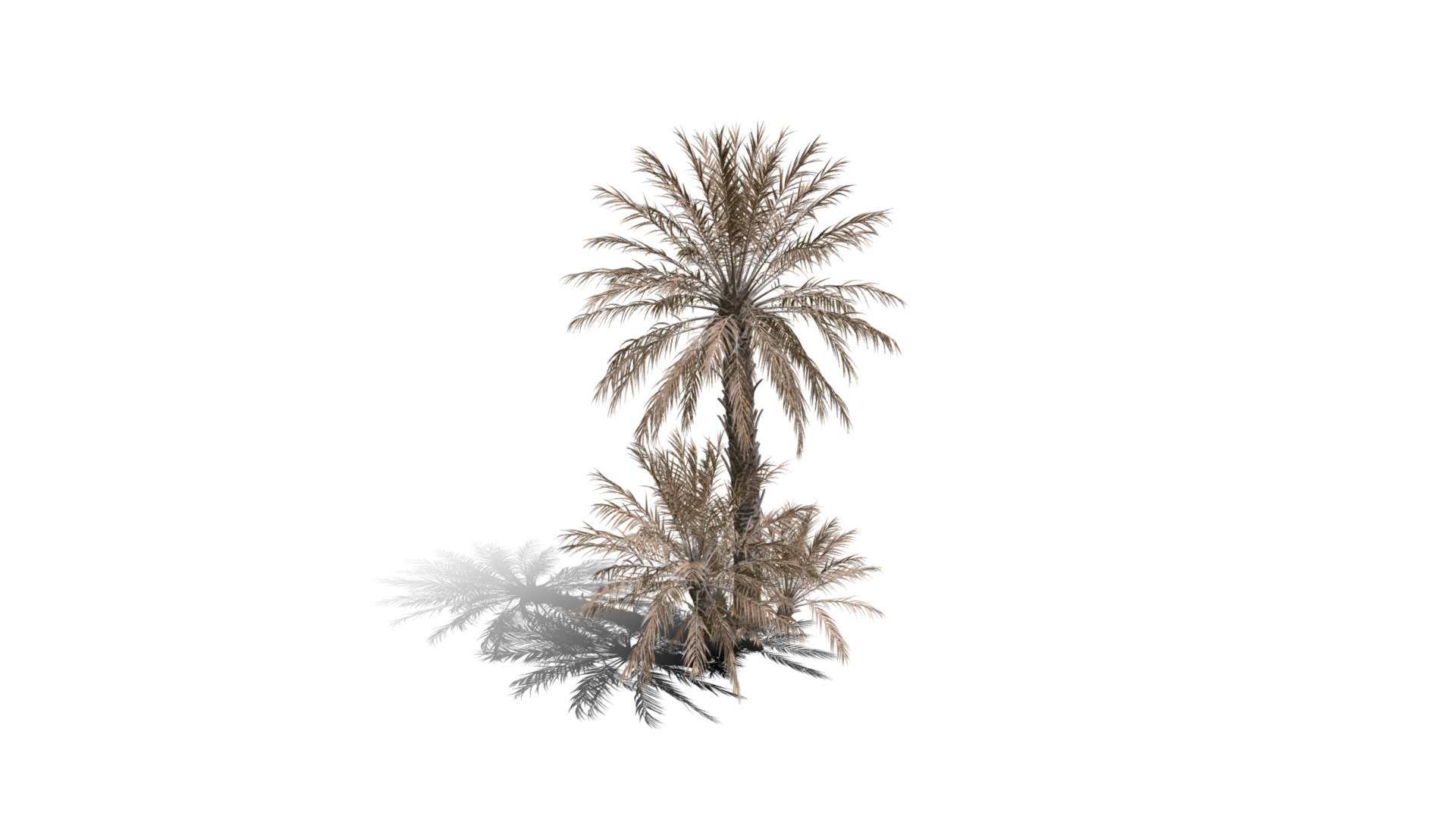 Realistic HD Date palm (66/78) - Download Free 3D model by PlantCatalog ...