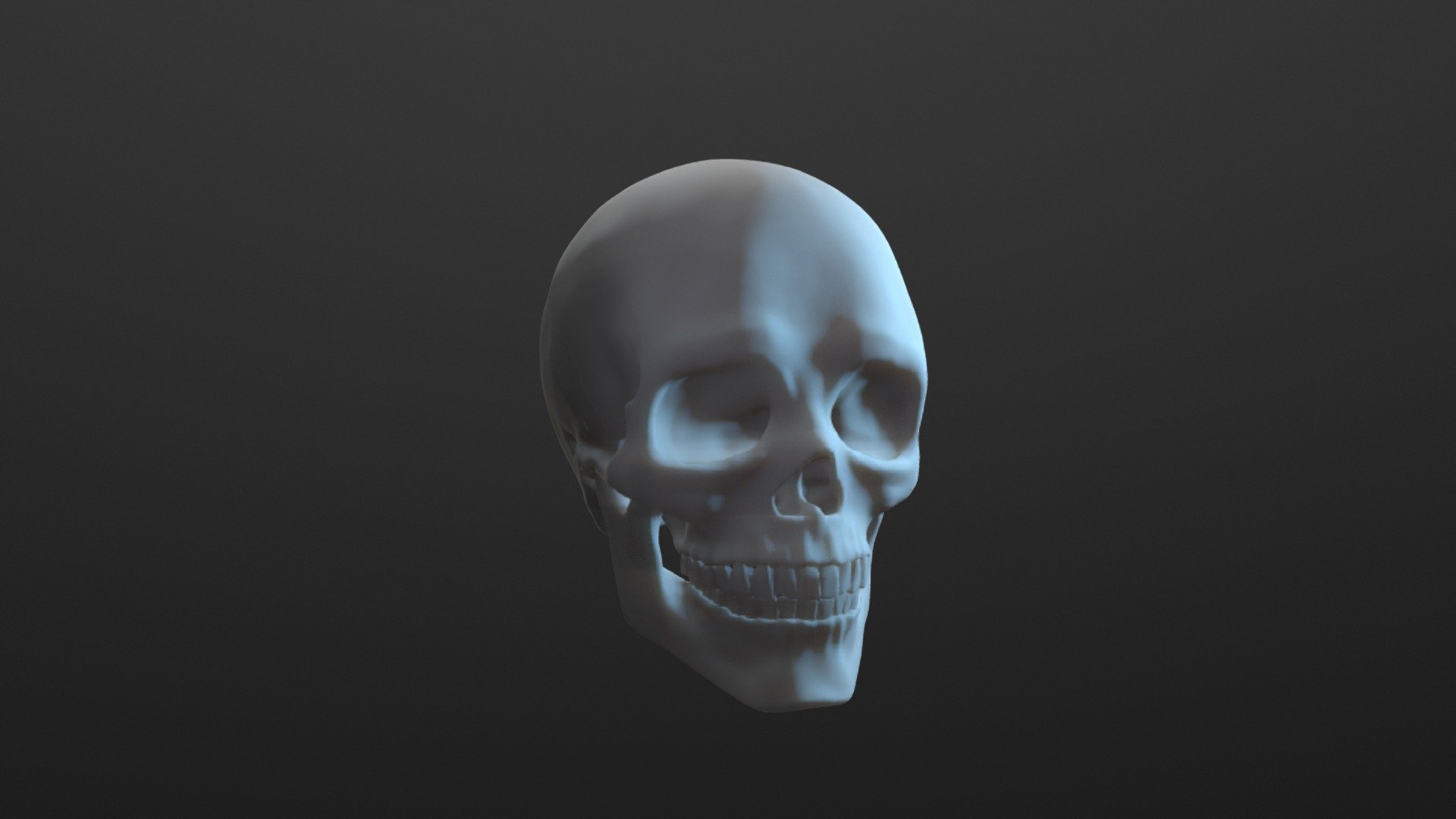 Skull Studies - Download Free 3D model by bruno3d [6c61c01] - Sketchfab