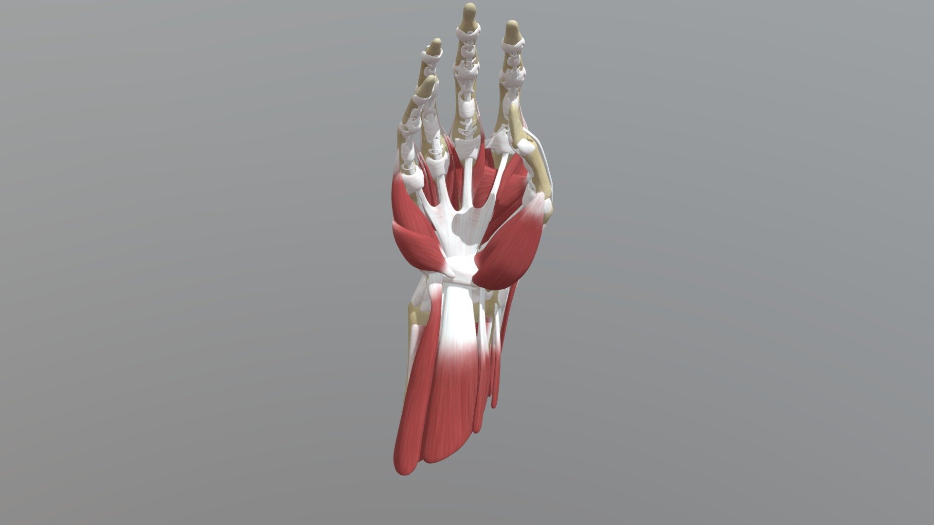 Muscles-and-tendons-of-the-hand - 3D model by richylyq [6c685cf ...