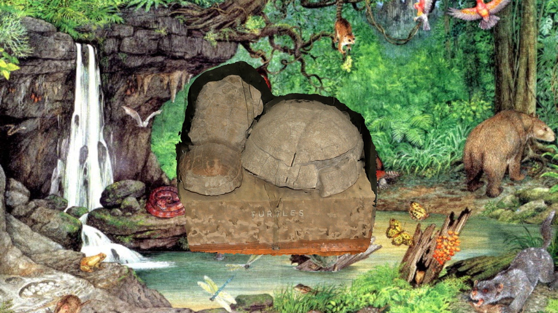Turtle Shells [test] Great Plains Cenozoic Fossi - Download Free 3D ...