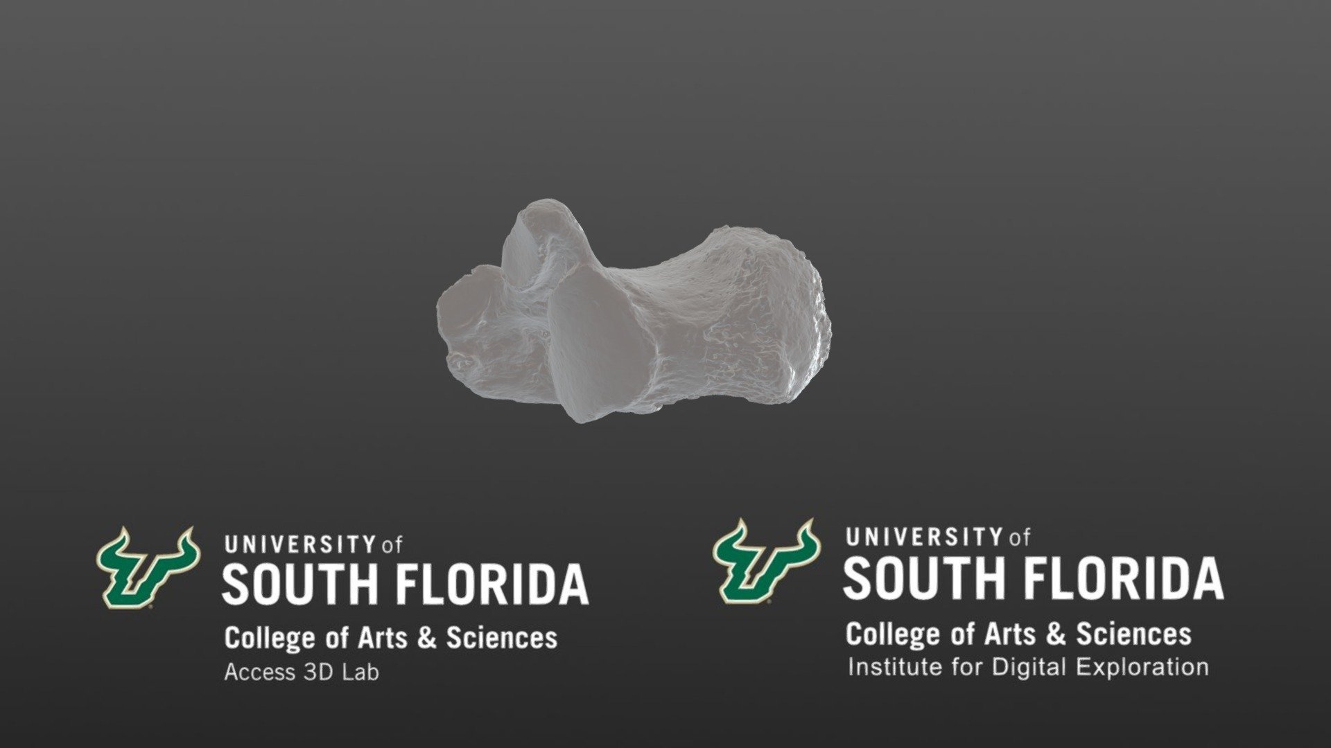 Left Calcaneus (09) - Download Free 3D model by USF IDEx - Access 3D ...