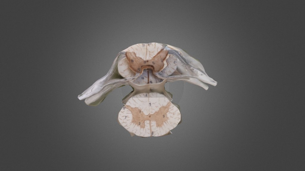 spinal cord - A 3D model collection by aherrler - Sketchfab