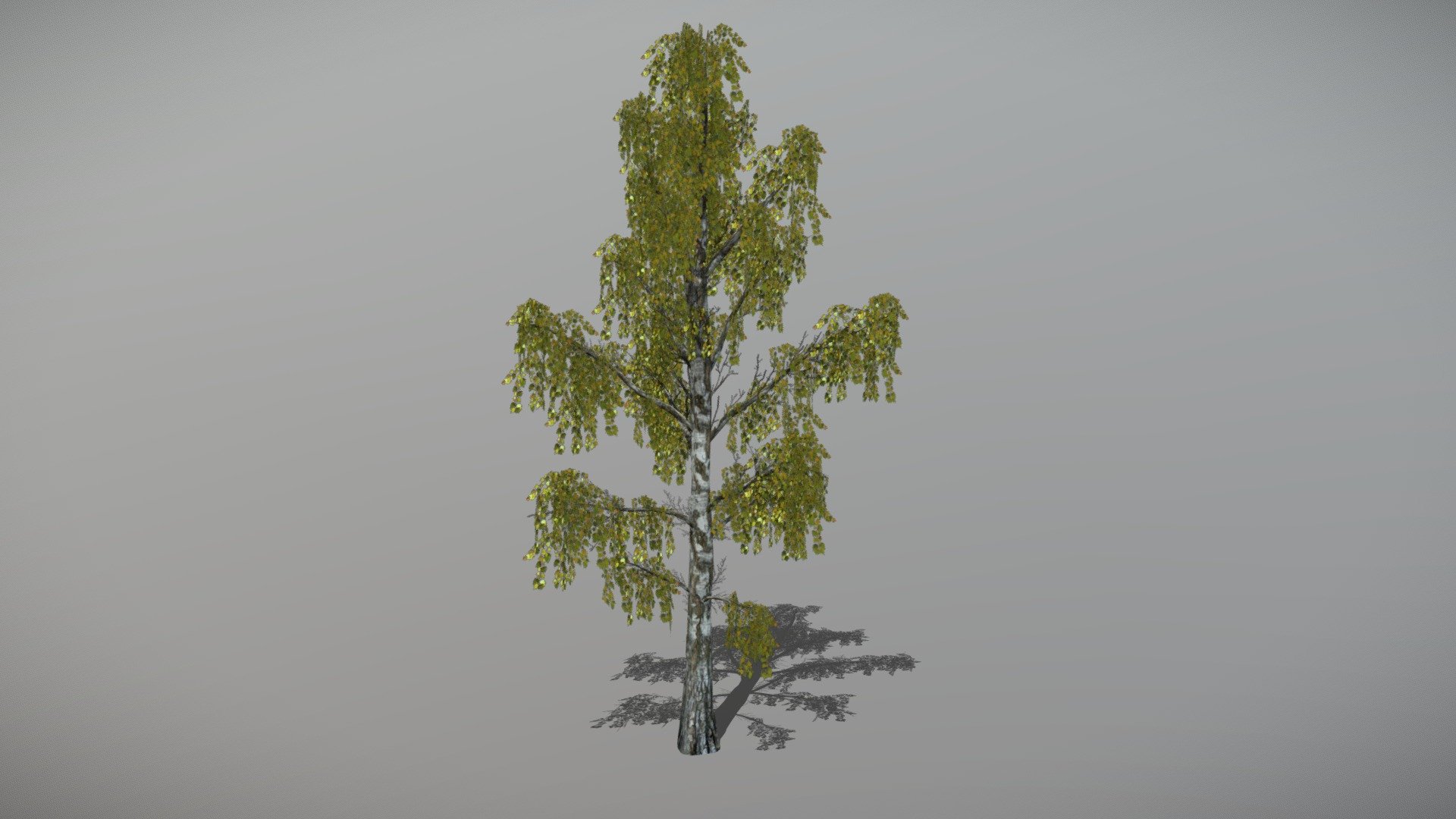 Birch 3 (Animated Tree) - Buy Royalty Free 3D model by bsp [6c78b52 ...