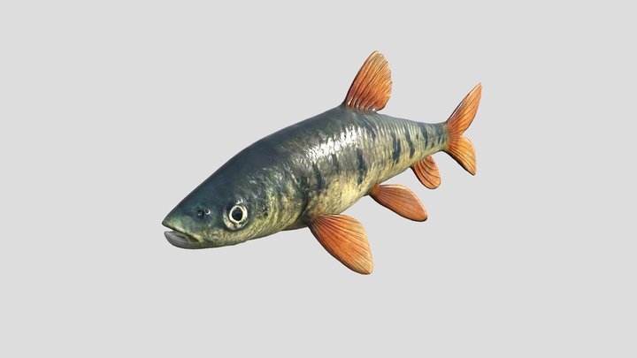 Carp 3D models - Sketchfab