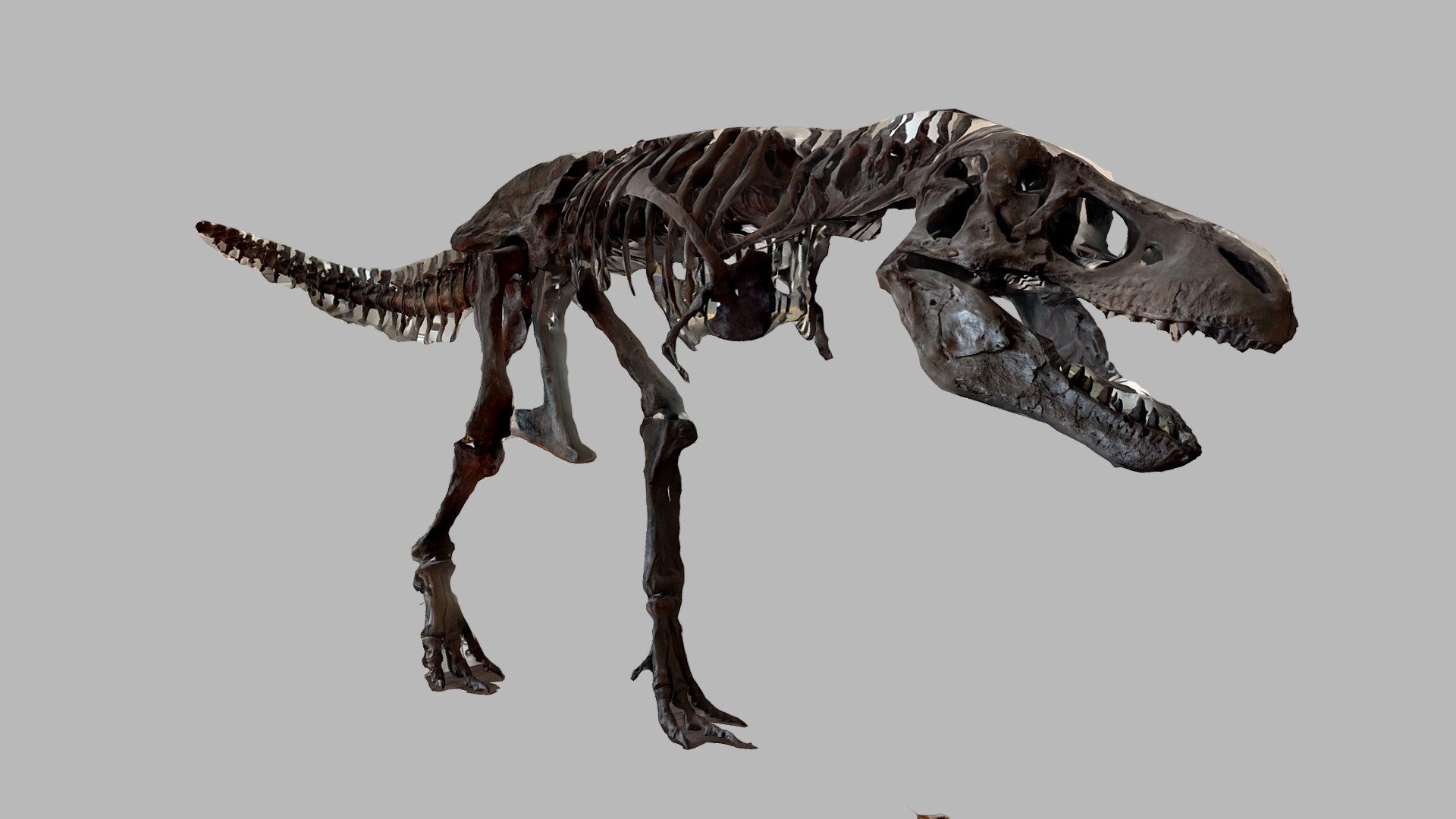 Dinosaur Full Body Cleaned - Download Free 3D model by Tim Granlund ...
