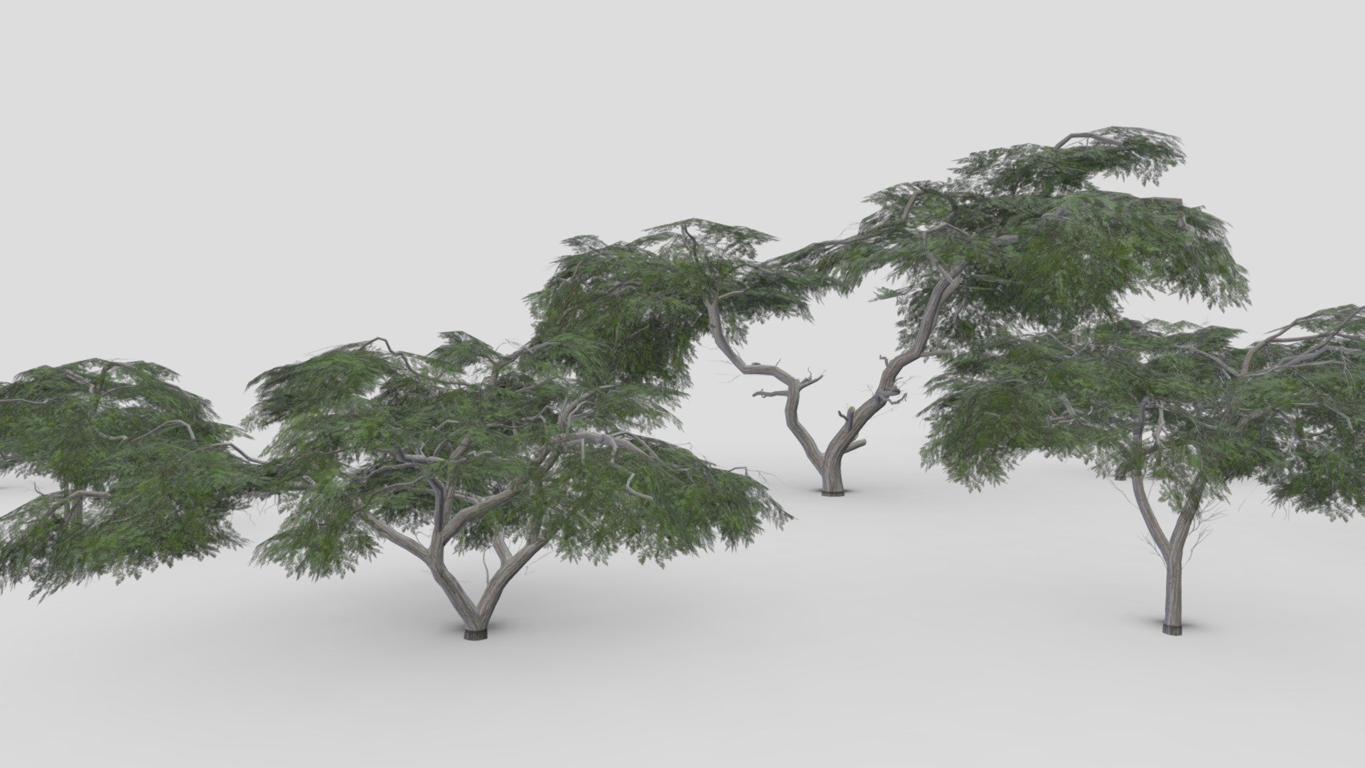 Acacia Tree- Full Pack- 07 - Buy Royalty Free 3D model by ASMA3D ...