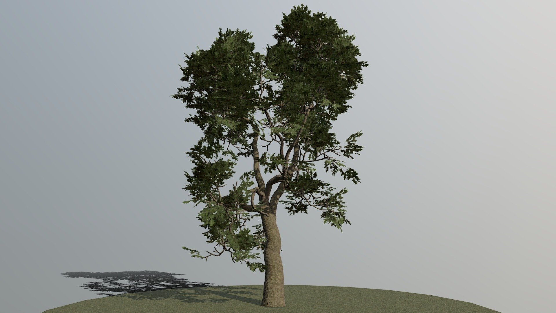OakTree - Buy Royalty Free 3D model by Studio Lab (@studiolab.dev ...