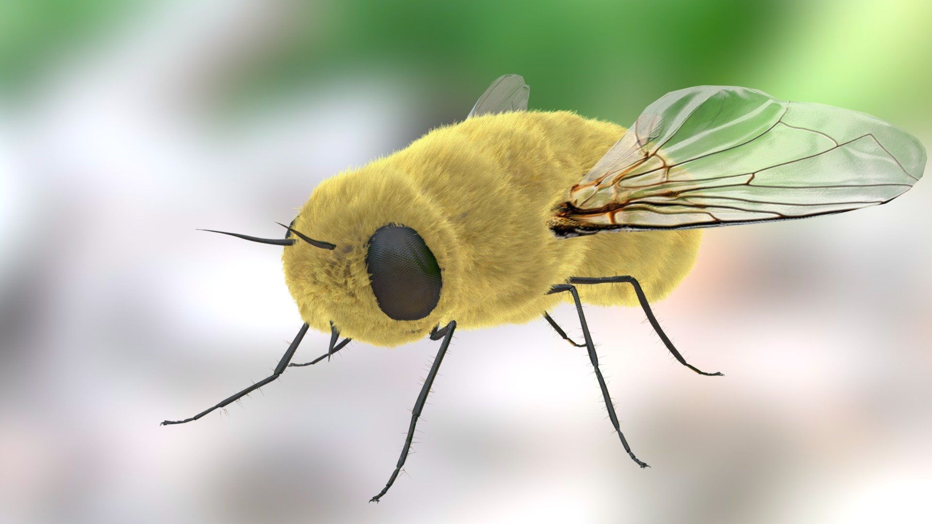 Anastoechus nitidulus - Buy Royalty Free 3D model by Boycraft [6ca2f21 ...