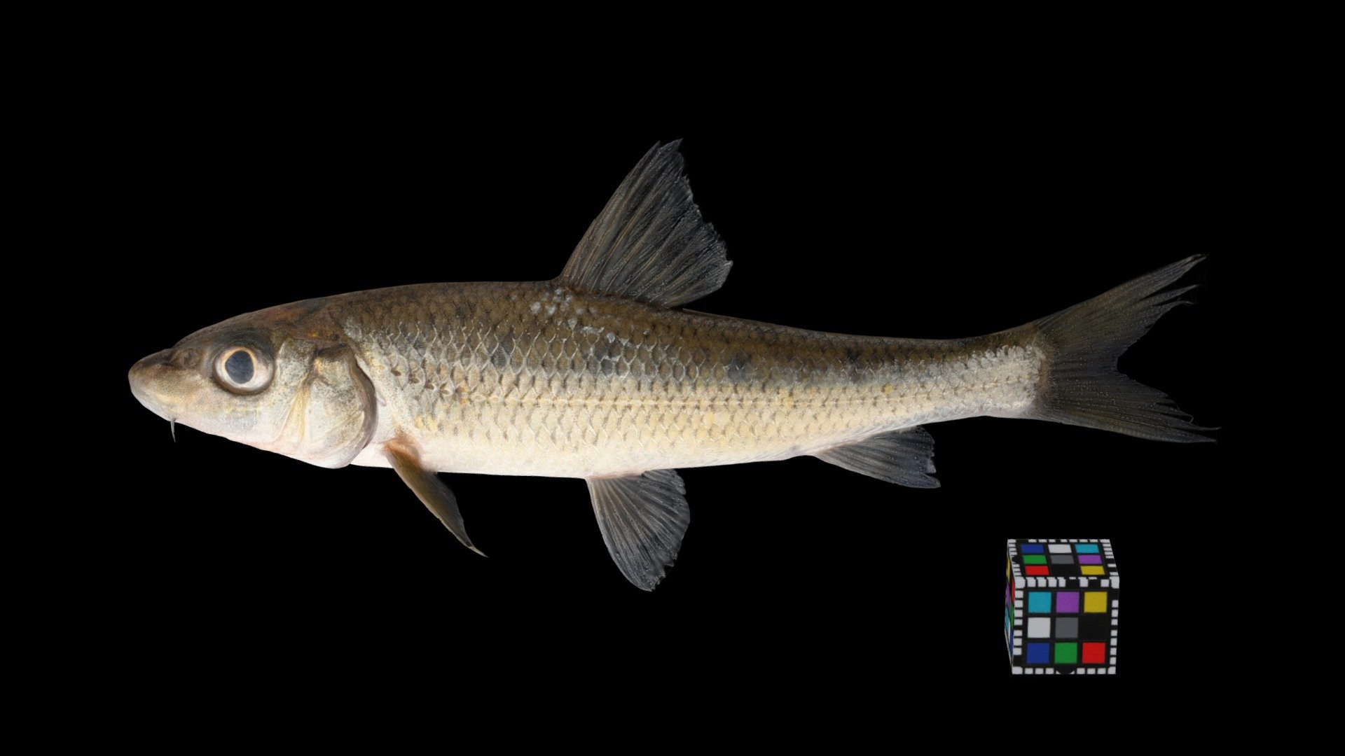 ニゴイ Juvenile, Barbel Steed, Hemibarbus barbus - Download Free 3D model ...