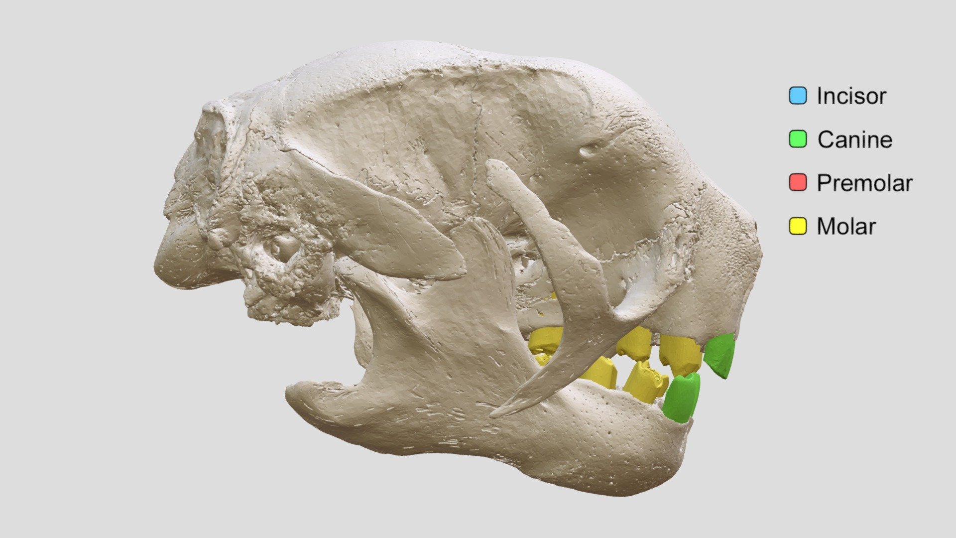 Bradypus variegatus (MSB:Mamm:55206) - 3D model by Biodiversity ...