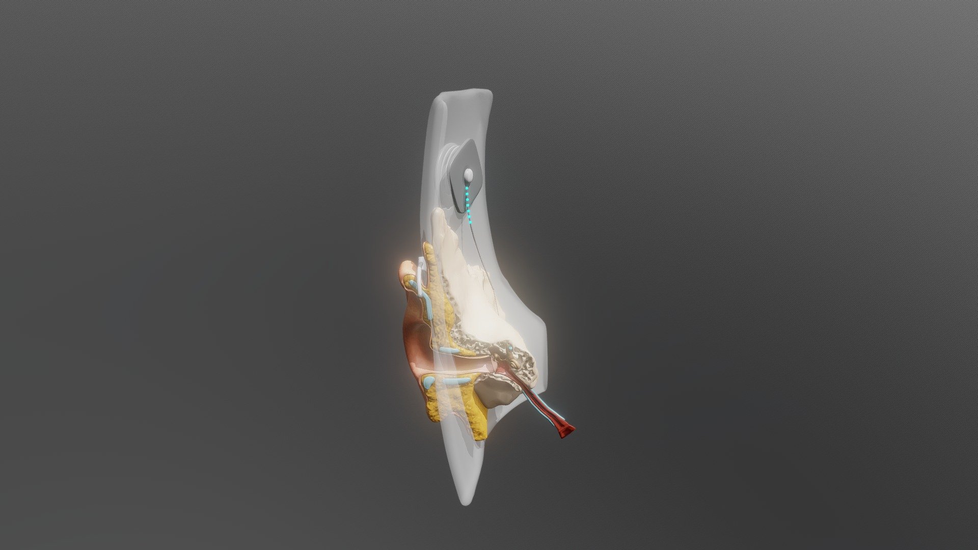 Auditory System - How Cochlear Implants Work - 3D model by Vida Systems ...