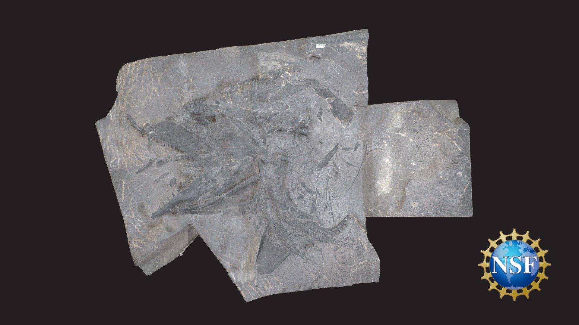 CMNH 8120, Tegeolepis clarki - 3D model by Cleveland Museum of Natural ...