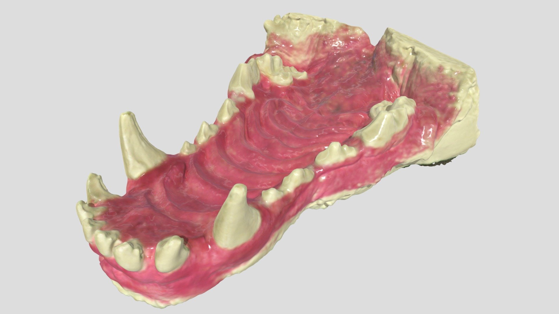Dentition of the dog with hard palate - 3D model by University of ...