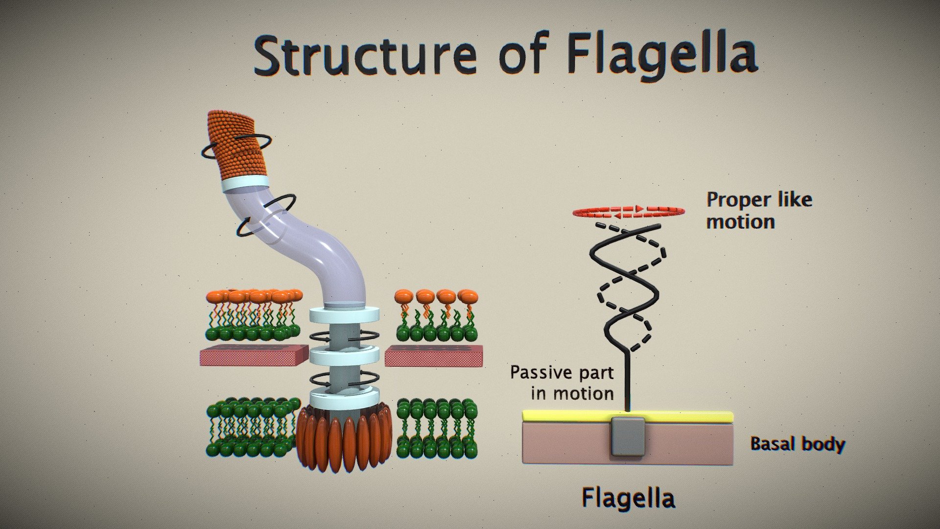 Structure of Flagella - Download Free 3D model by arloopa [6cb0436] - Sketchfab