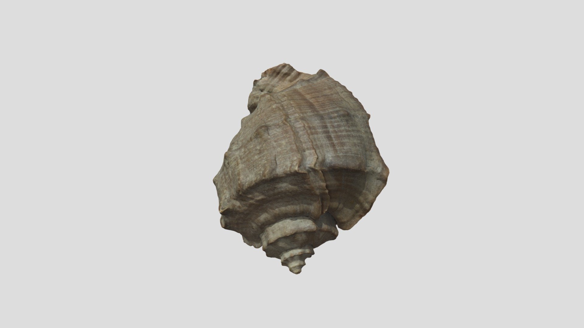 Shell - Download Free 3D model by sh7rk [6cbed13] - Sketchfab