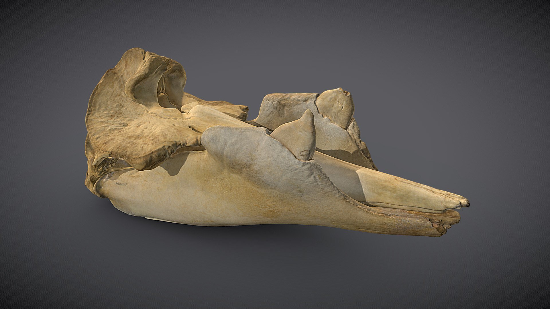 Crâne de baleine à bec de Blainville - Download Free 3D model by Alienor.org, Conseil des musées ...